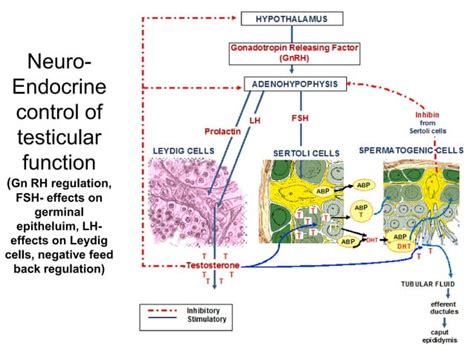Testes Structure And Endocrine Function Pdf
