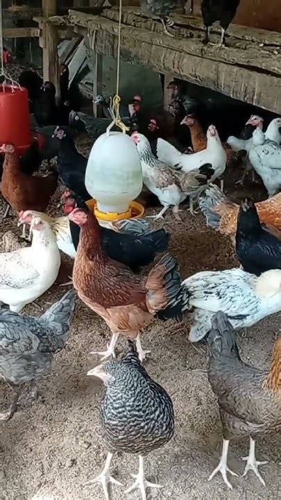 ගම් කුකුල් ගොවිපල Youtube