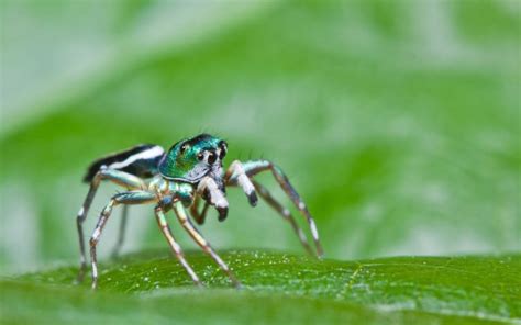 How Big Do Jumping Spiders Get The Spider Blog