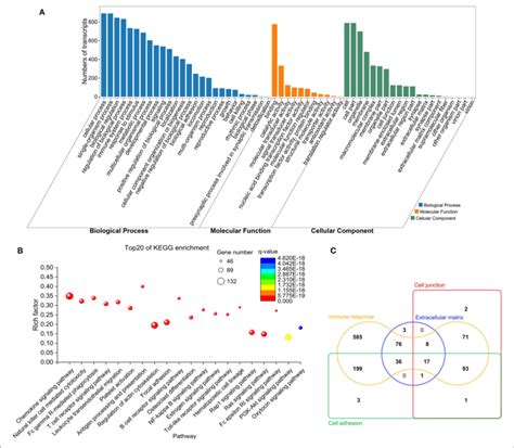 Functional Annotation And Enrichment Analysis For Immune Related De Download Scientific