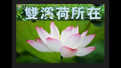 Jun2023 新北市雙溪荷花園 1 2023雙溪荷所在 Lotus flowers Season 1 in Shuangxi