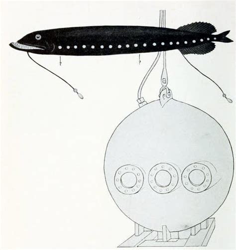 Shukernature Beebes Bathysphere Fish An Untouchable Deepsea Riddle