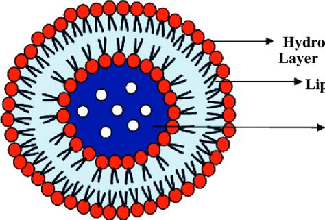 Structure Of A Liposome Download Scientific Diagram