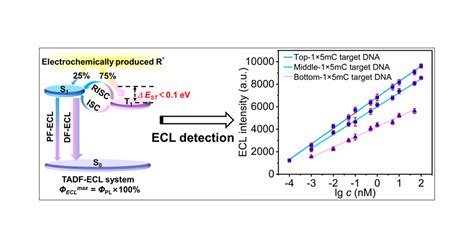 Electrochemiluminescence Of Polymer Dots Featuring Thermally Activated