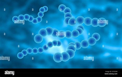 Streptococcus Pyogenes Is A Highly Infectious Pathogenic Bacterium That Can Cause Serious