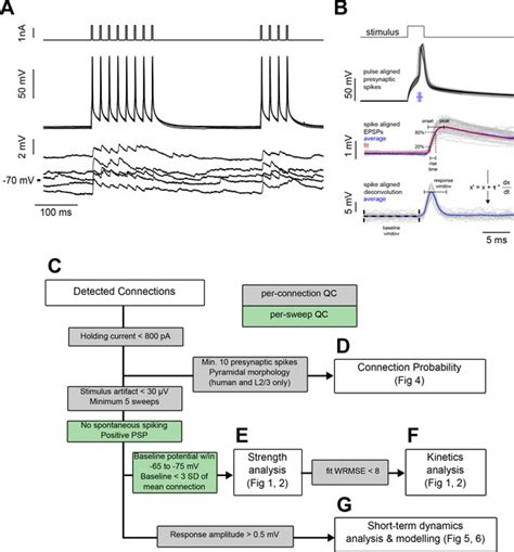 Figures And Data In Sparse Recurrent Excitatory Connectivity In The