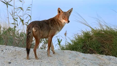 35 Facts About Red Wolf Galveston Texas
