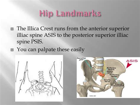Ppt The Hip Powerpoint Presentation Free Download Id 2715927