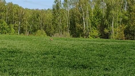 Видео от Ведьмина кладовая — Видео от Ведьмина кладовая ВКонтакте