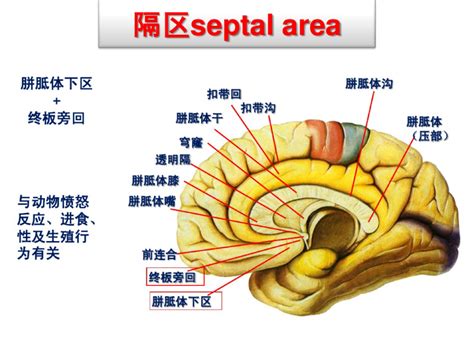 【实用】中枢神经系统功能解剖及定位 脑医汇