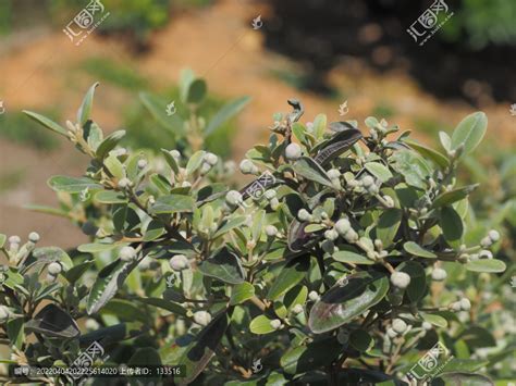 稔子 果实 植物花草 摄影 汇图网www huitu