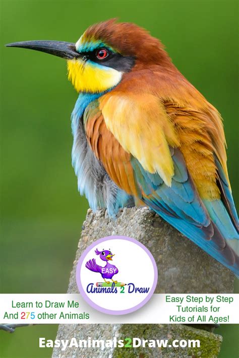 How To Draw A Bird Step By Step Artofit