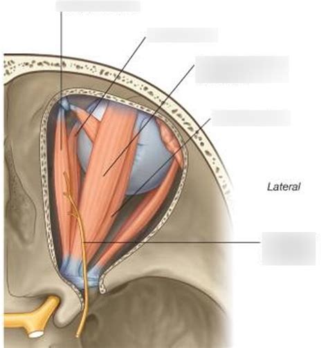 Trochlear Nerve Cn Iv Diagram Quizlet