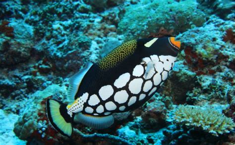 モンガラカワハギは海水魚らしい派手な体色ととても攻撃性が強く野性味溢れる性格でありながら人なつっこくてかわいい海水魚です 今回はそんな