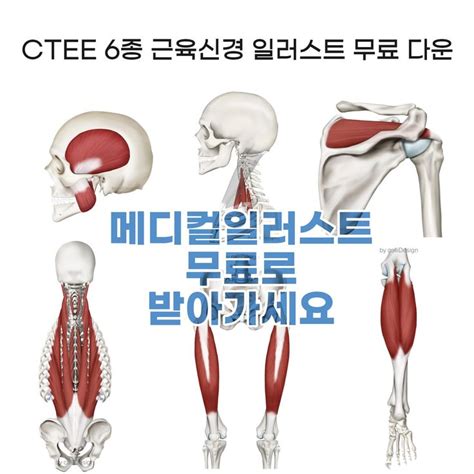 의학그림 메디컬 일러스트 Callidesign On Instagram 다양하고 실용적인 메디컬일러스트를 그리고 있습니다 6종 근육 일러스트를 무료로 다운 받으실 수