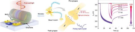 Polarization‐sensitive Optoelectronic Synapse Based On 3d Graphene Mos2 Heterostructure Li