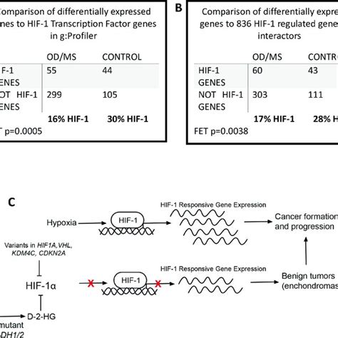 A Rna Seq Comparison Of Hypoxia Induced Differentially Expressed Genes