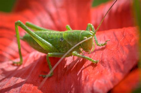 Grasshopper Insect Viridissima Free Photo On Pixabay Pixabay