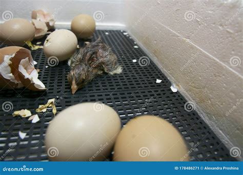 Best Incubator For Chickens Rightavenue