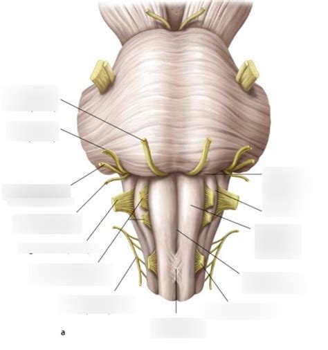 Neuroscience Exam 2 Lecture 16 Diagram Quizlet