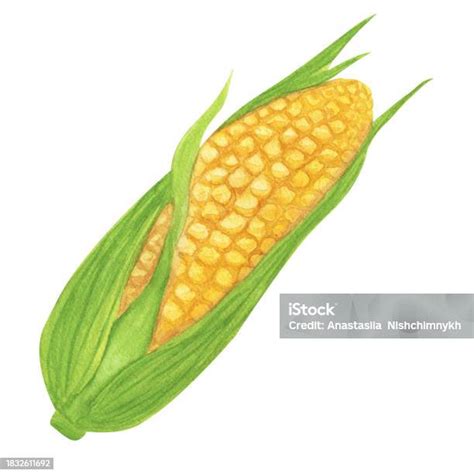 잎이 달린 개암 나무 열매에 노랗게 익은 옥수수 신선한 야채 옥수수 Zea를 그립니다 손으로 그린 수채화 그림 고립 된 배경입니다 추수 감사절 콴자 추수 감사절 가을에 대한