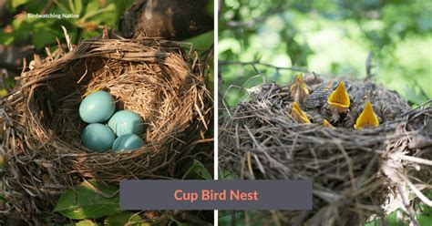 10 Unique Types Of Bird Nests And How To Identify Them Birdwatching