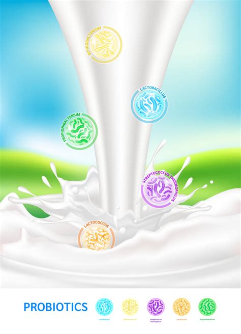 Probiotics Lactic Acid Bacterium In Milk Yogurt Bifidobacterium Lactobacillus Streptococcus