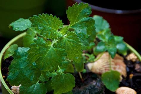 Learn How To Plant And Grow Catnip Gardeners Path Learn How To Plant And Grow Catnip Gardeners Path