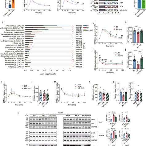 Sex Specific Gut Microbiome Drives Sexual Dimorphism In Insulin