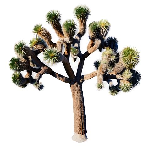 Joshua Tree Png Images [100 ]