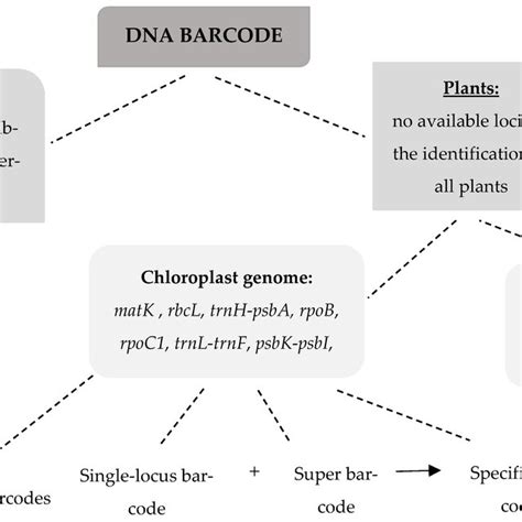 Pdf Dna Barcoding As A Plant Identification Method