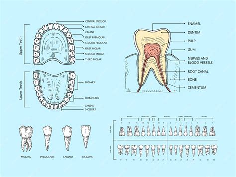 Premium Vector Teeth Anatomy Scheme Tooth Structure Infographic