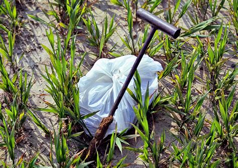 Phosphate Efficiency Pays