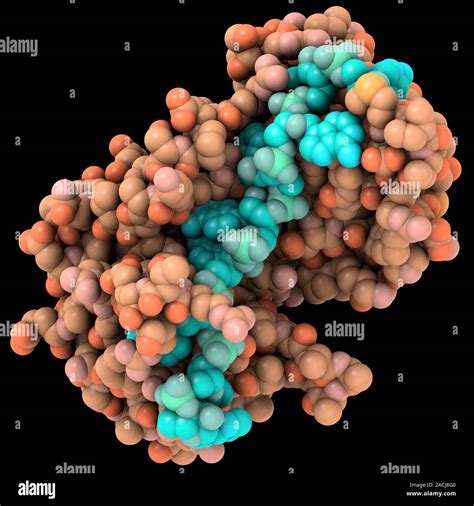 RNA Binding Protein And MRNA Complex Computer Model Showing The Molecular Structure Of Poly A