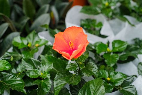 四季开花的植物花卉有哪些 花百科