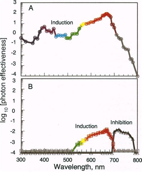 A Action Spectra For Induction Of Phya Dependent Germination In The Download Scientific