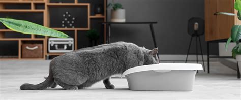 Why Is My Female Cat Peeing On Things At Mariam Mountgarrett Blog
