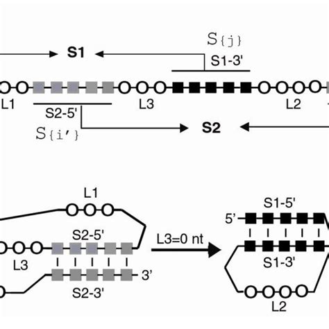 sequence elements for forming an h type rna pseudoknot abbreviations