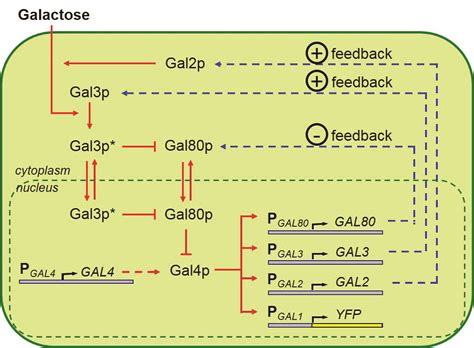 Unraveling The Mysteries Of Genetic Evolution How Promoter Mutations May Factor In Yale