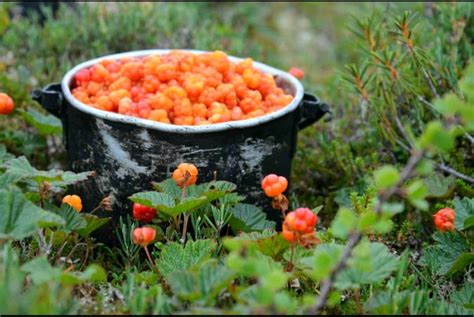 Ягода морошка — Kola Sápmi