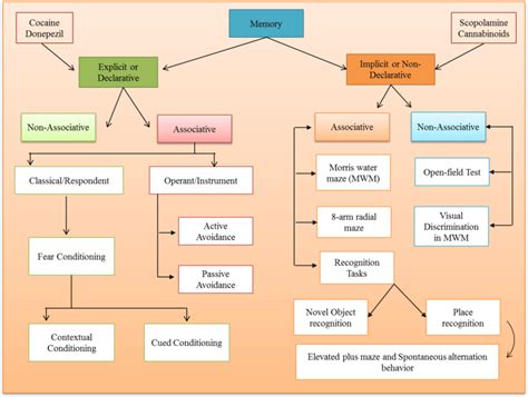 The Figure Depicts Different Types Of Memory And Relevant Behavioral