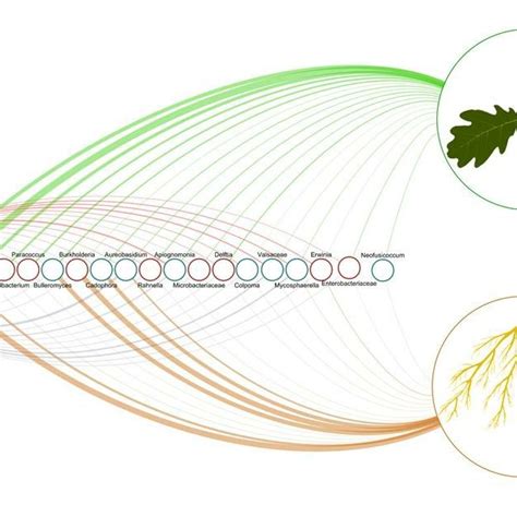Sunburst Plot Showing The Most Abundant Fungal A And Bacterial B Download Scientific