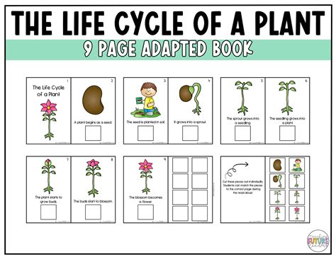 The Life Cycle Of A Plant Adapted Book Teaching Future Leaders Llc