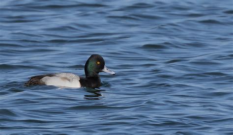 Lesser Scaup Male Birdforum