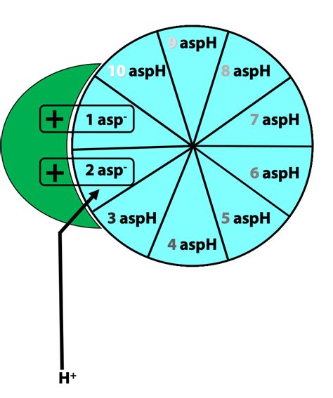 Atp Synthase Diagram