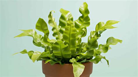 How To Grow And Care For Birds Nest Fern Asplenium Nidus