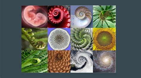 Спираль Фибоначчи в фотографии презентация онлайн