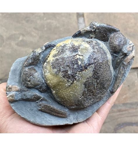 Fossils For Sale Fossils Stunning Miocene Fossil Crab From New Zealand