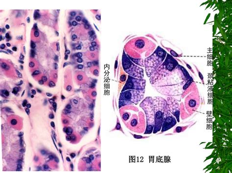 Ppt 第十二章 消化管 Powerpoint Presentation Free Download Id5795922