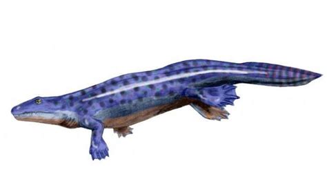 Tetrapod Fossils Fill In The Blank Cbc Radio